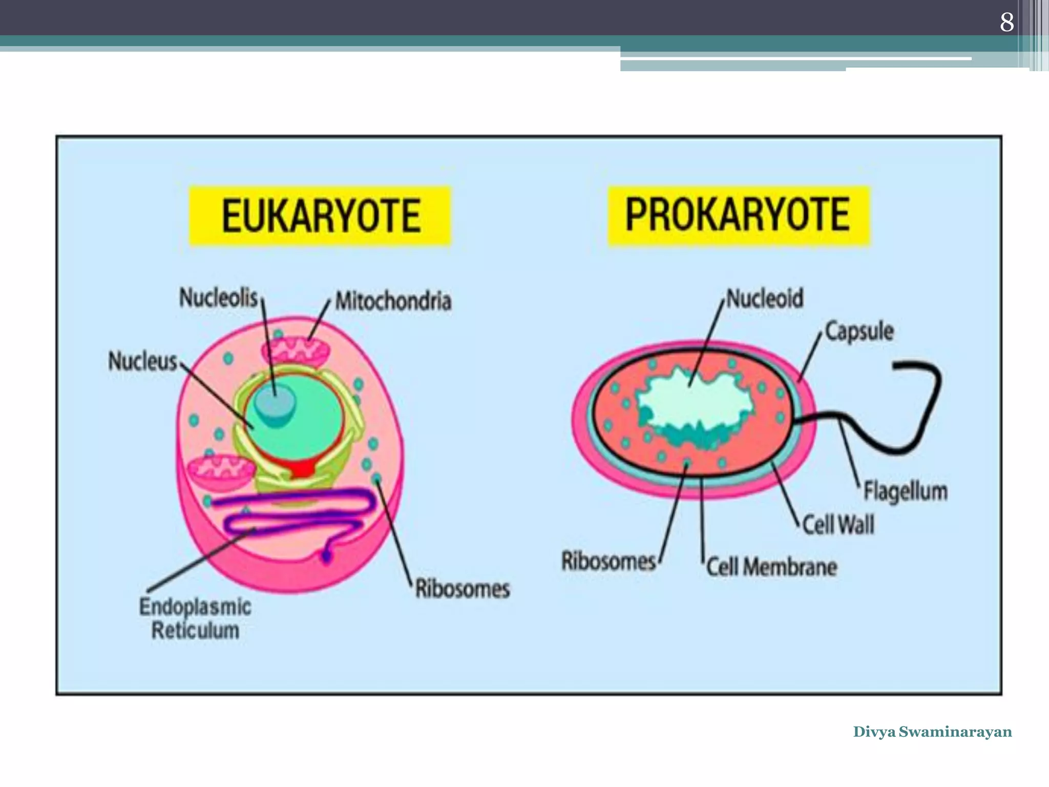 Classification three domain system | PDF
