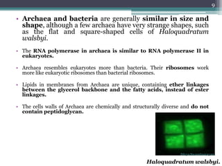 Classification three domain system | PDF