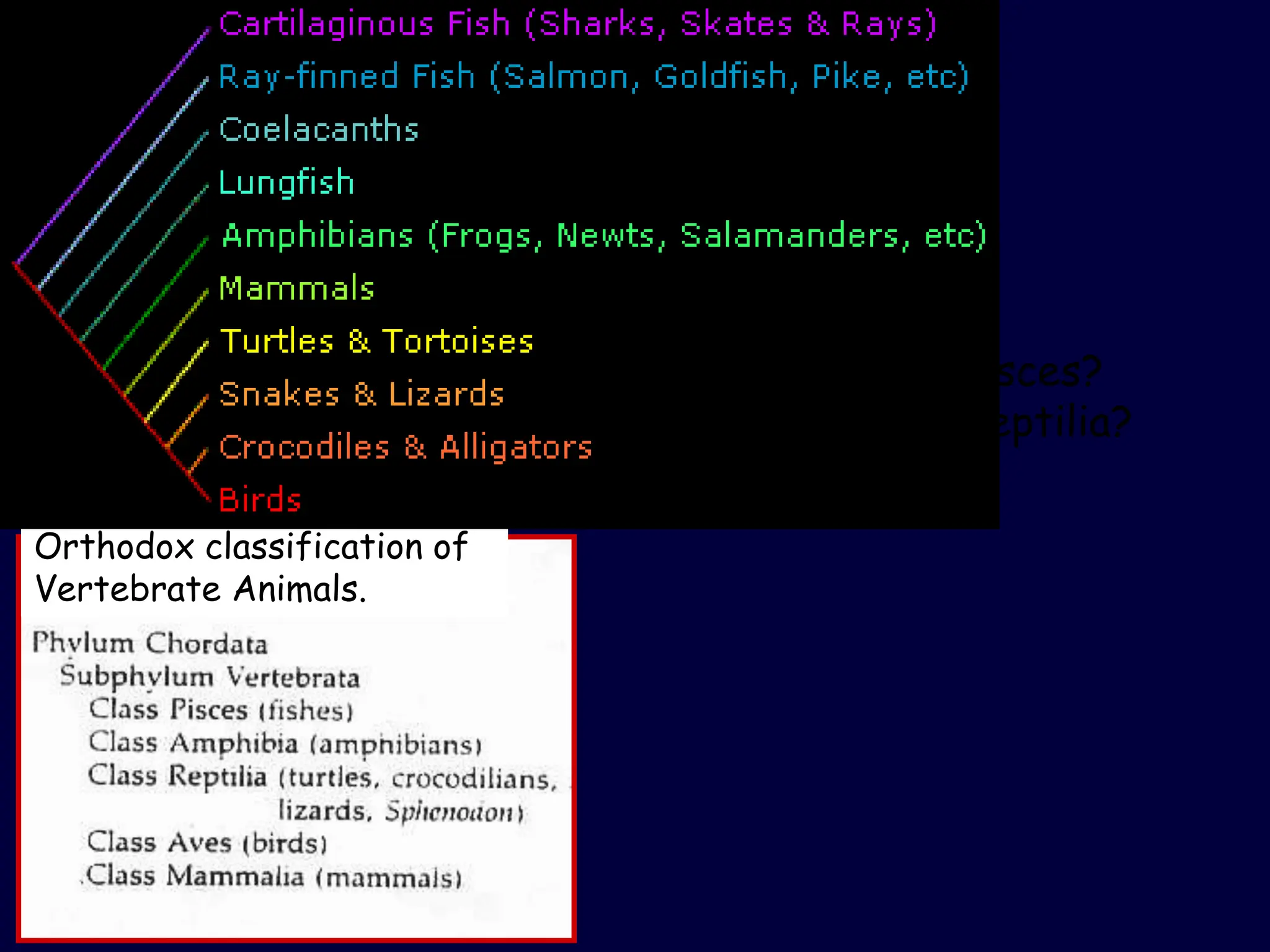 Classification (1).ppt