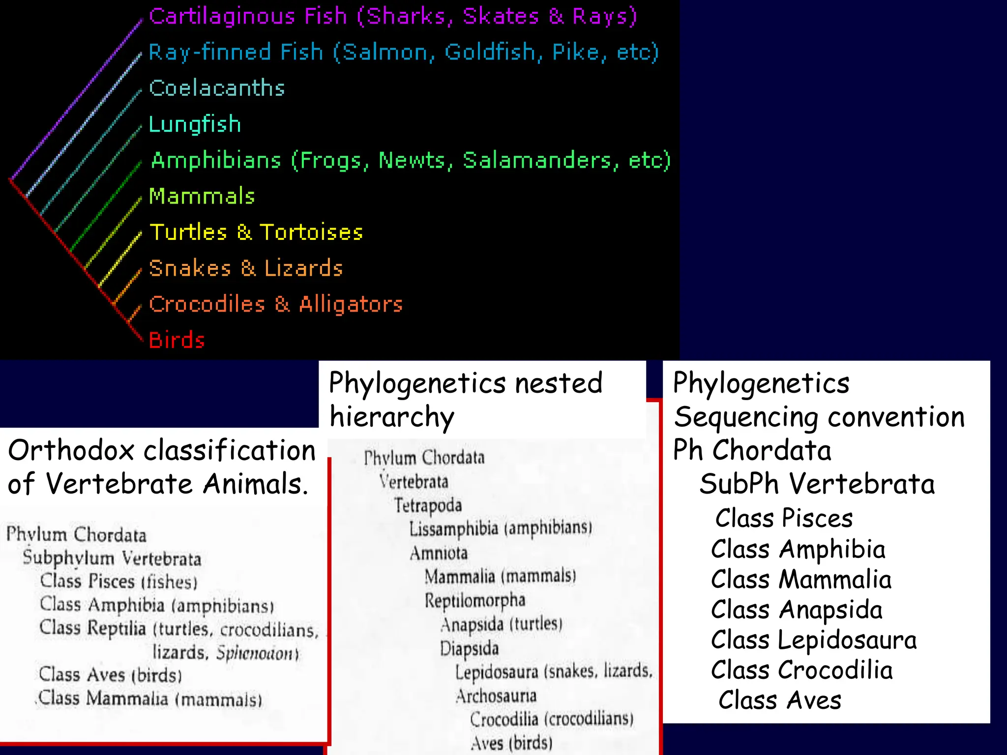 Classification (1).ppt