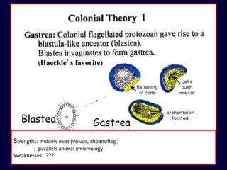 Classification (1).ppt | Biological Sciences | Science