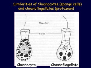 Classification (1).ppt | Biological Sciences | Science