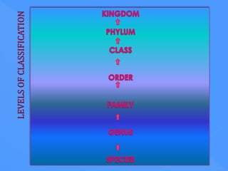 Powepoint presentation on classification | PPTX