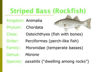 Classification%20 powerpoint[1] | PPT