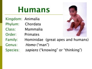 Classification%20 powerpoint[1] | PPT