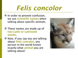 Classification%20 powerpoint[1] | PPT