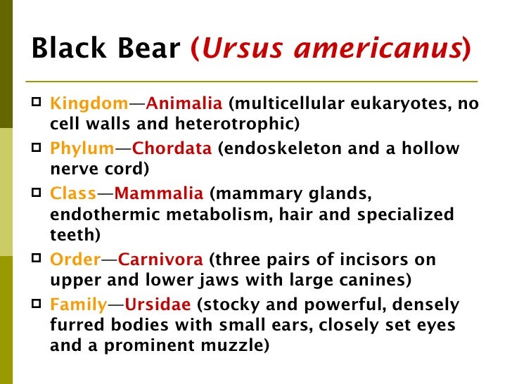 Brown Bear Classification