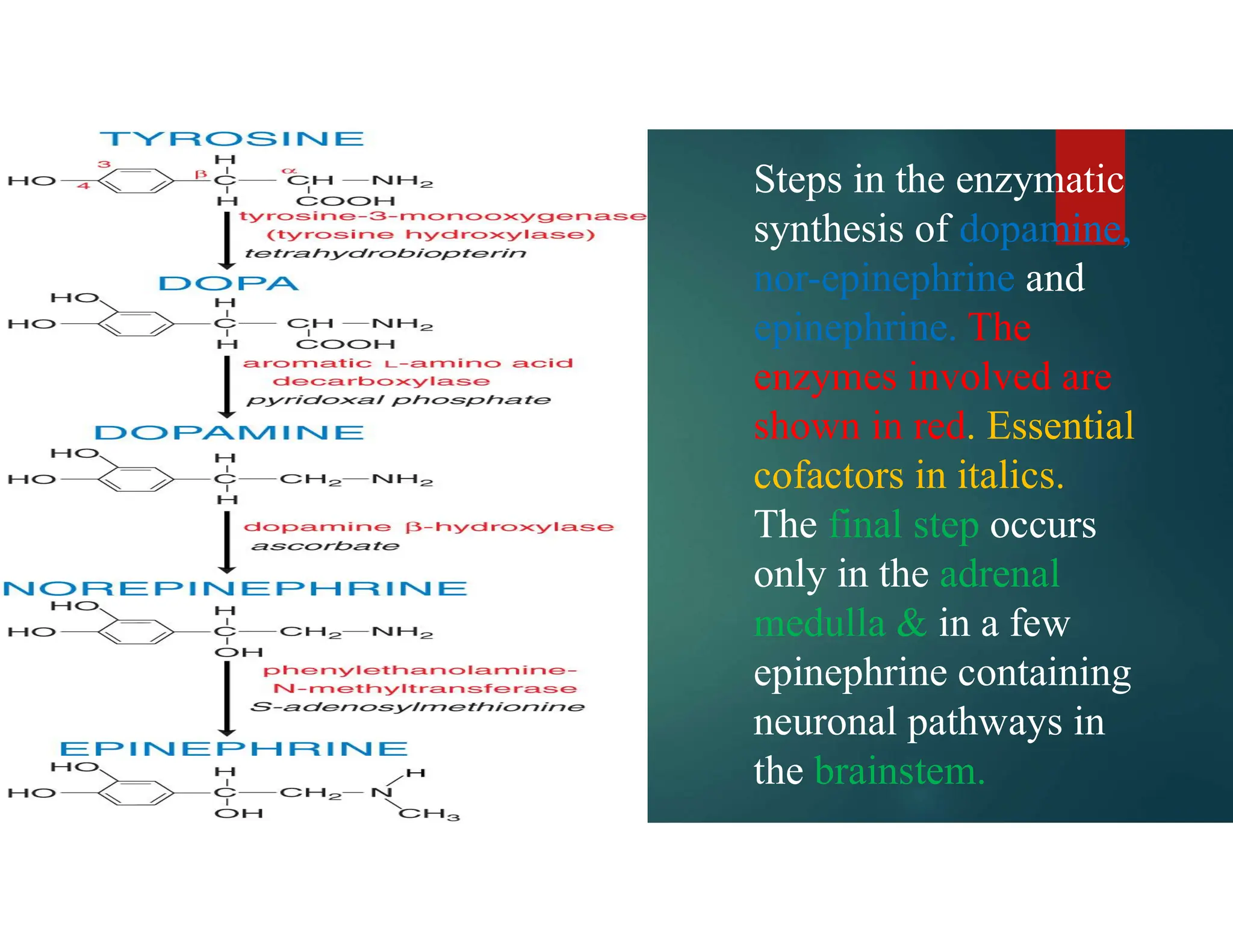 classification adrenergic.pdf of automatic nervous system | PDF