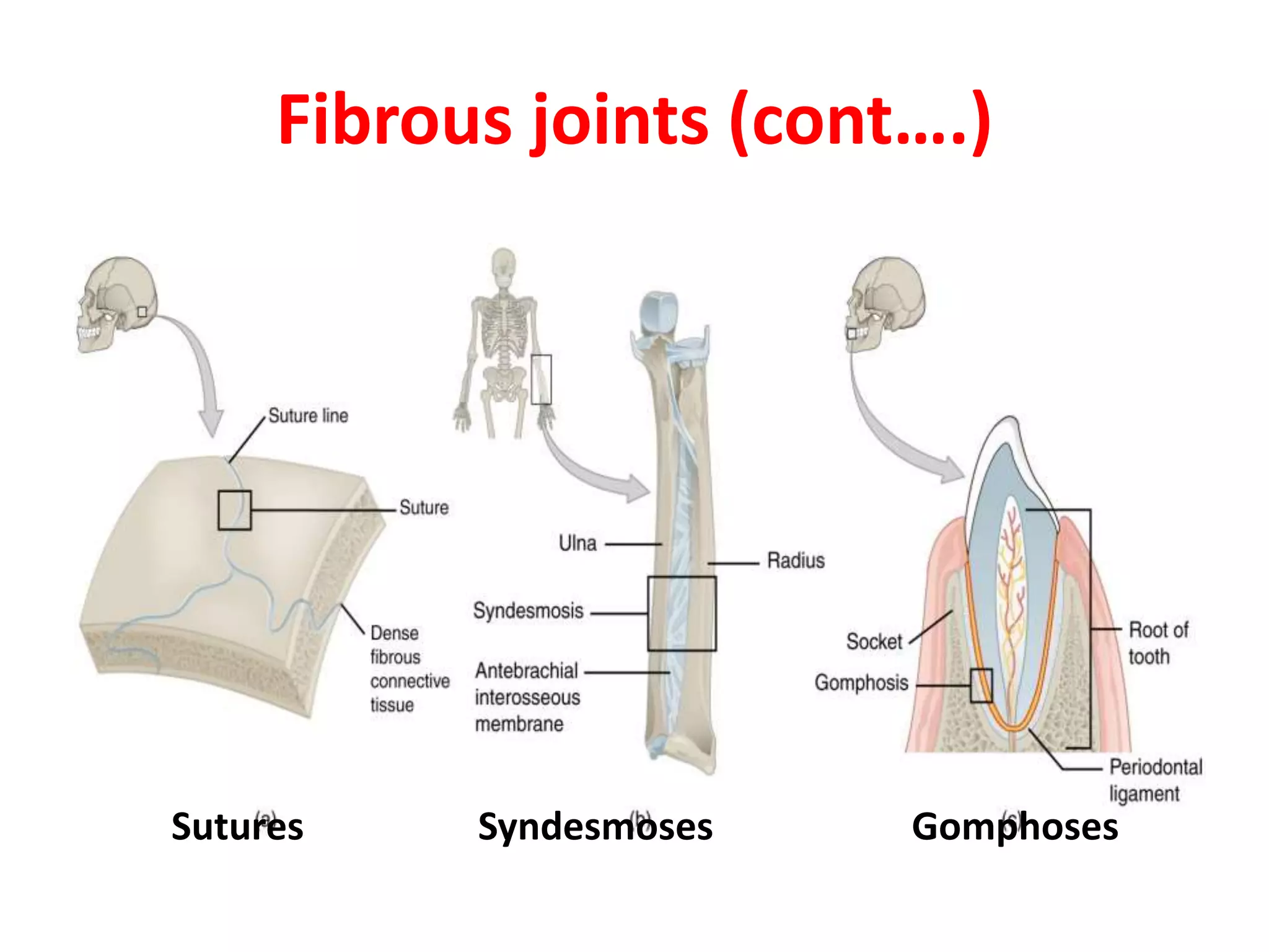 Classification and applied aspects of joints | PPTX