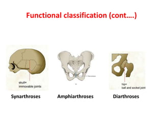 Classification and applied aspects of joints | PPTX
