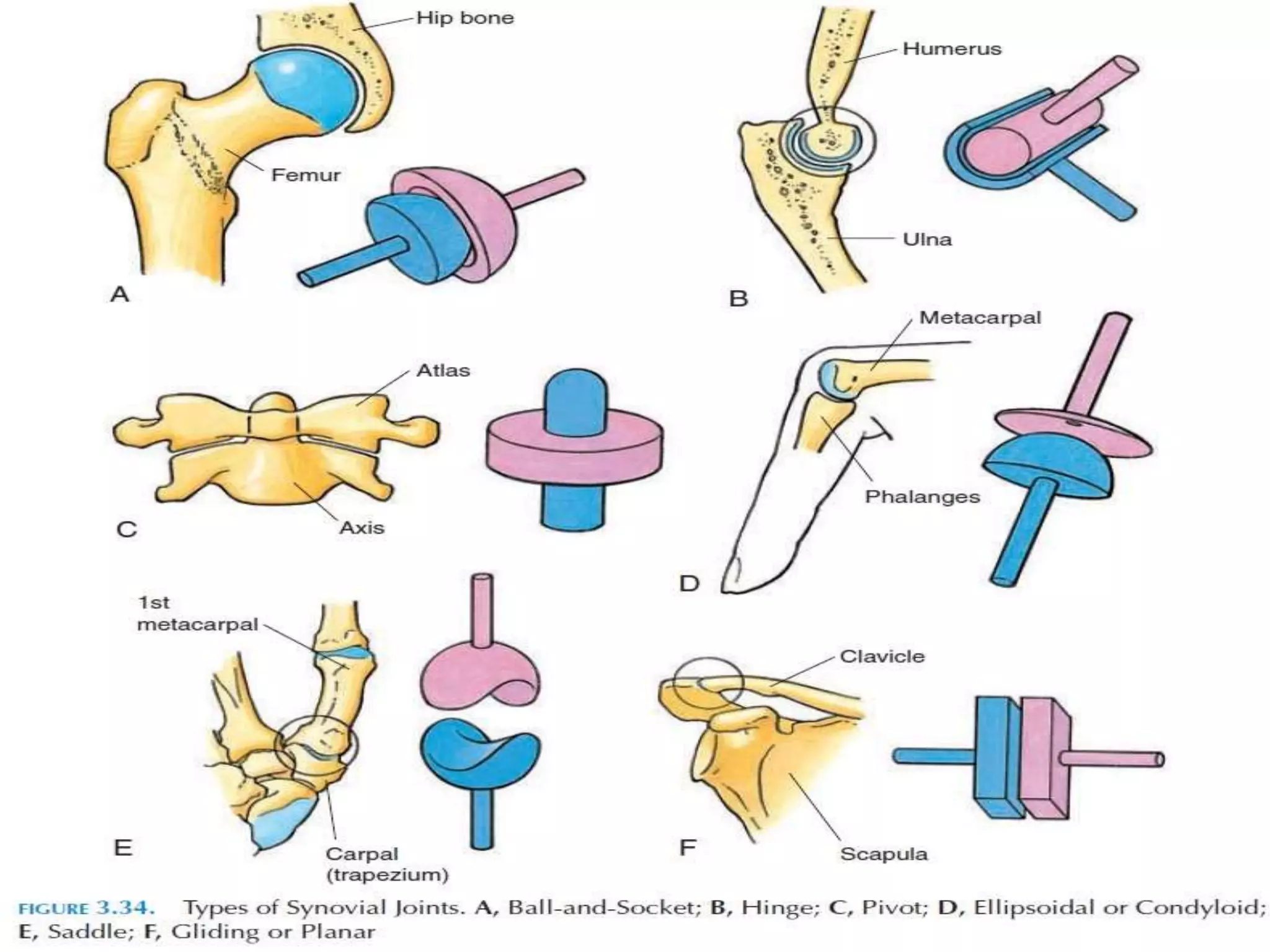 Classification and Applied Aspects of Joints | PPTX