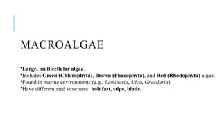 CLASSIFICATION AND BASICS OF ALGAE AND PROTOZOA.pptx