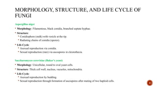 CLASSIFICATION AND BASICS OF FUNGI AND VIRUSES.pptx