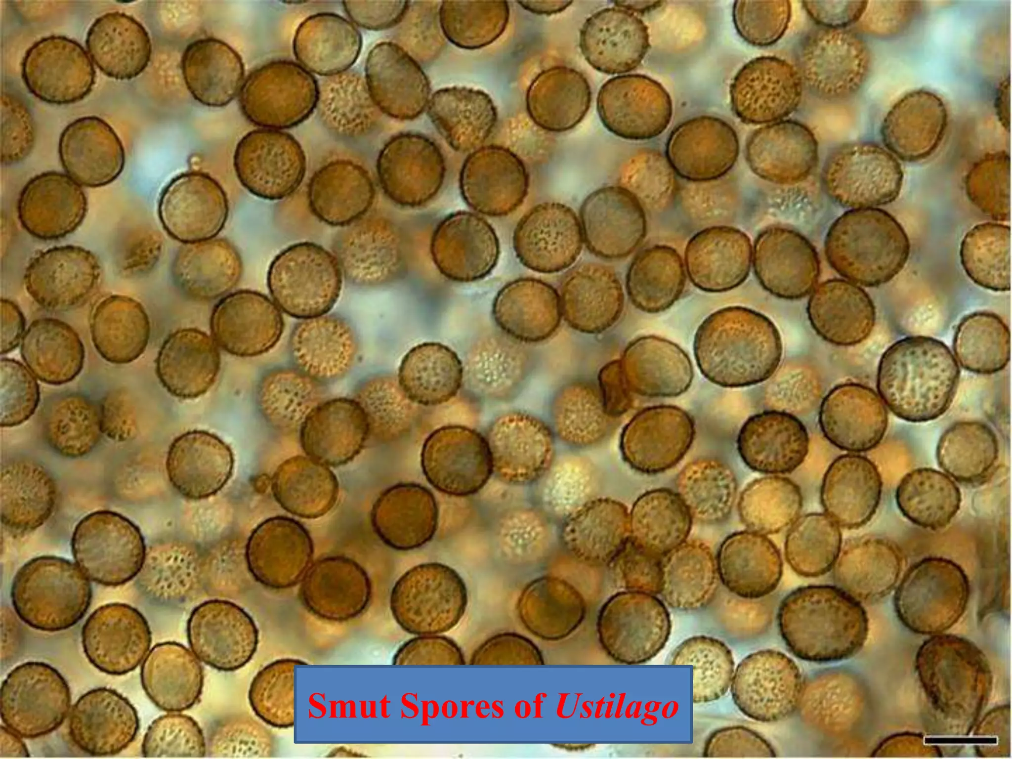 Classification and diagnostic charecterstics of main plant pathogenic ...