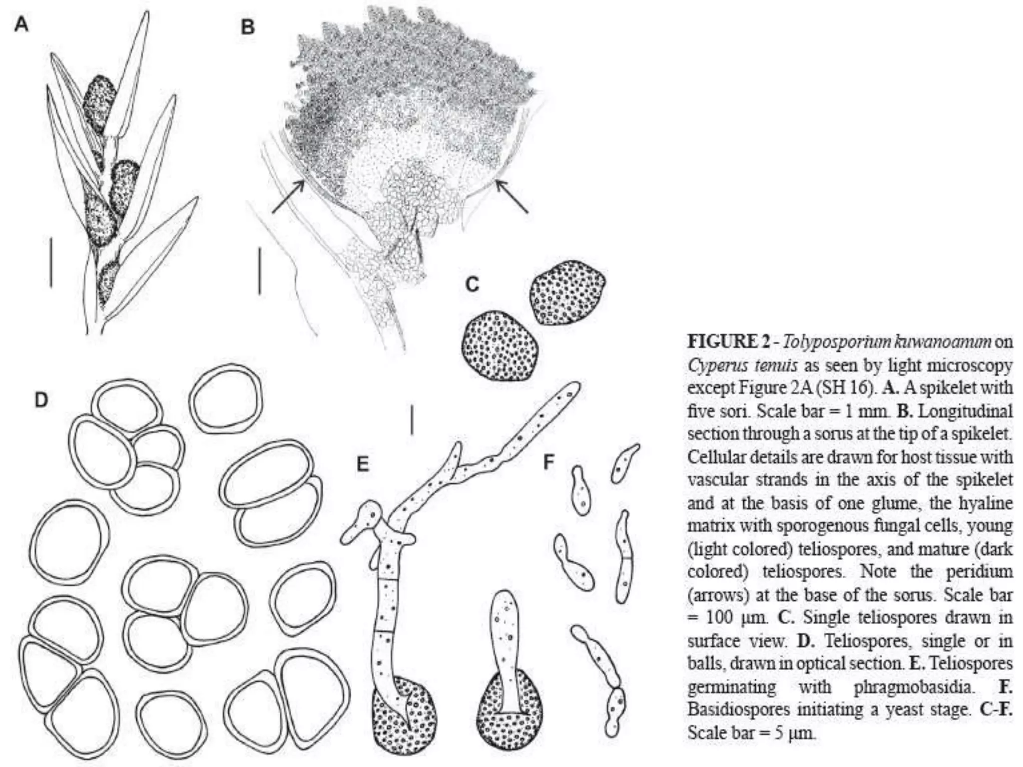 Classification and diagnostic charecterstics of main plant pathogenic ...