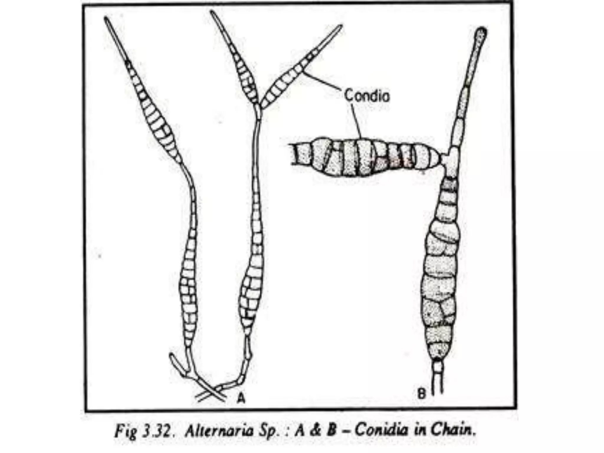 Classification and diagnostic charecterstics of main plant pathogenic ...