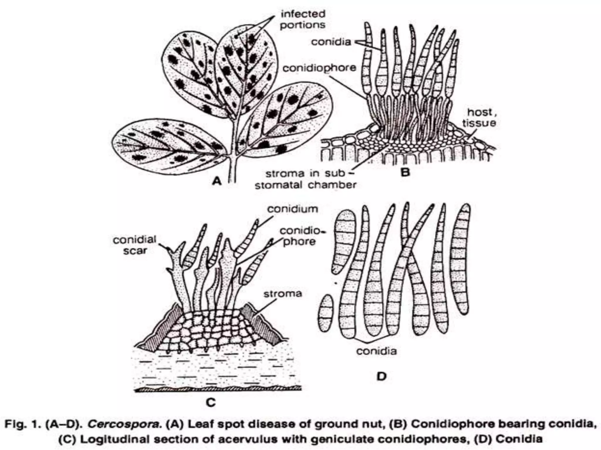 Classification and diagnostic charecterstics of main plant pathogenic ...