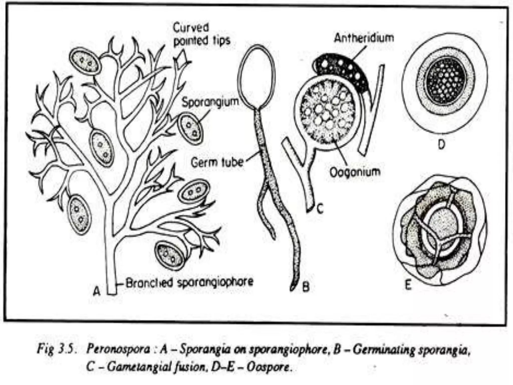 Classification and diagnostic charecterstics of main plant pathogenic ...
