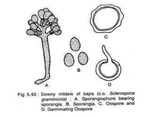 Classification and diagnostic charecterstics of main plant pathogenic ...