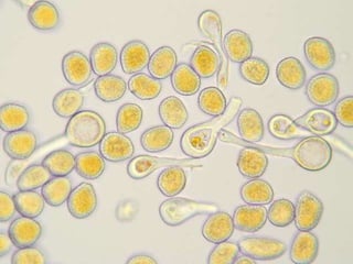 Classification and diagnostic charecterstics of main plant pathogenic ...