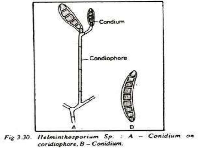 Classification and diagnostic charecterstics of main plant pathogenic ...