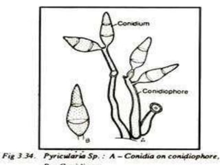 Classification and diagnostic charecterstics of main plant pathogenic ...