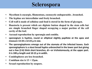 Classification and diagnostic charecterstics of main plant pathogenic ...