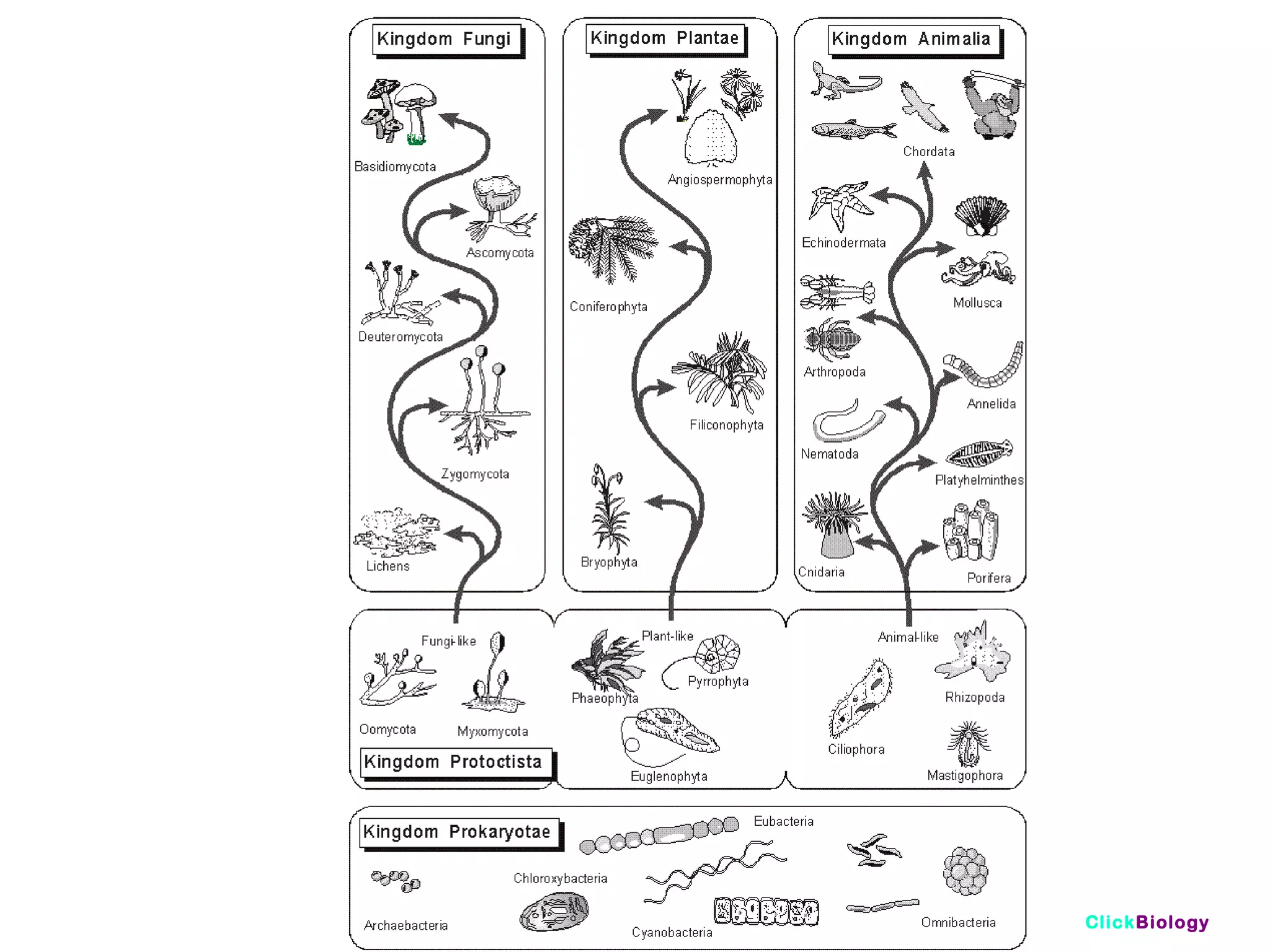 Classification and Keys | PPT