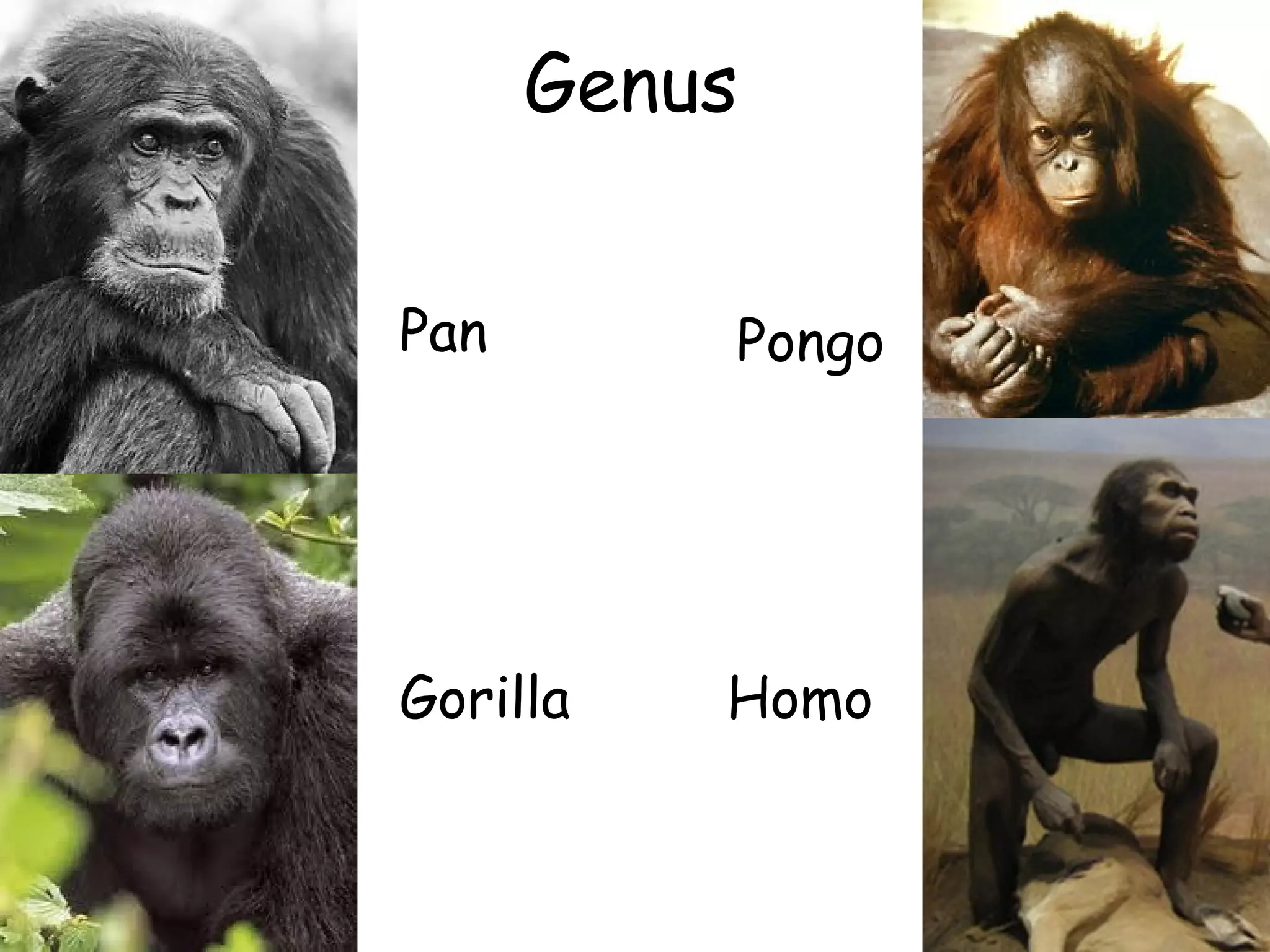 Classification and Keys | PPT