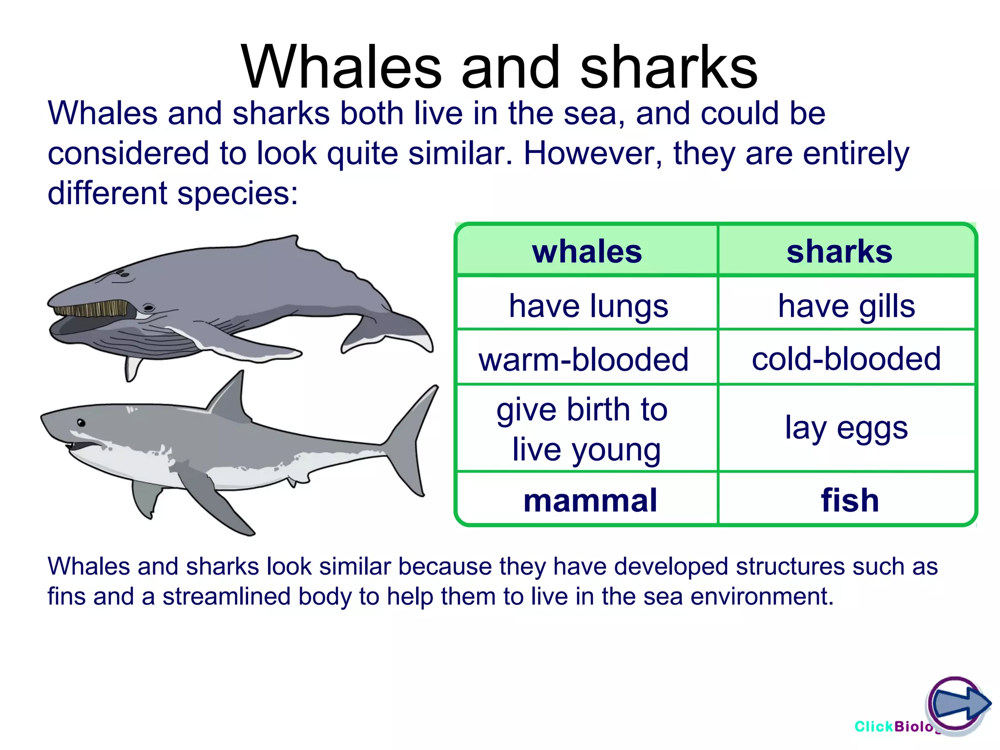 Classification and Keys | PPT