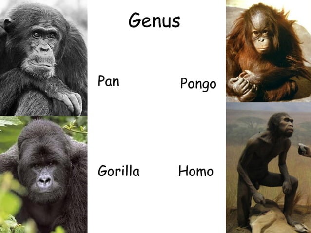 Classification and Keys | PPT