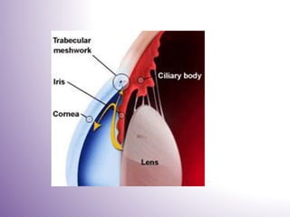 classification and management of glaucoma.pptx
