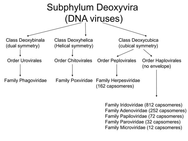 Classification and nomenclature of different groups of viruses | PPTX