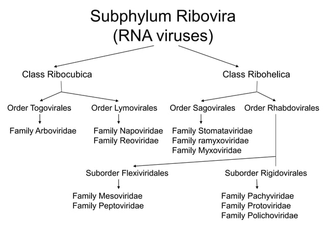 Classification and nomenclature of different groups of viruses | PPTX