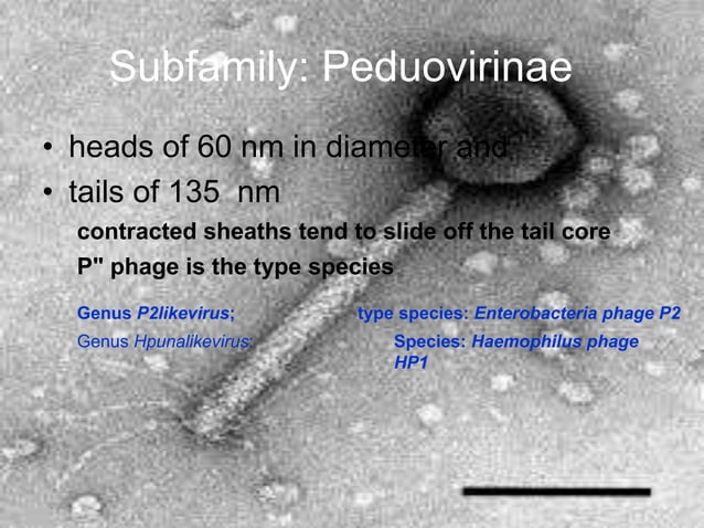 Classification and nomenclature of different groups of viruses | PPTX