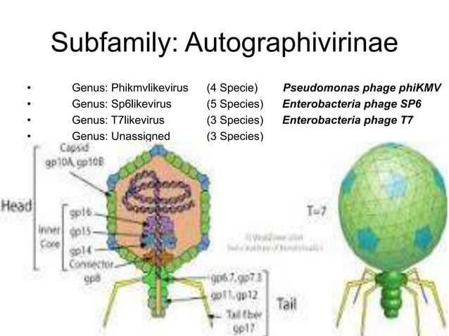 Classification and nomenclature of different groups of viruses | PPTX