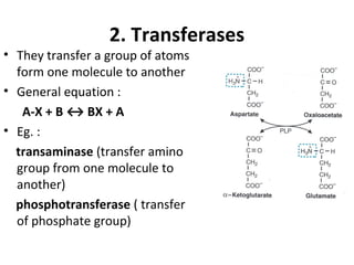 Classification of enzymes | PPT