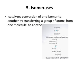 Classification of enzymes | PPT