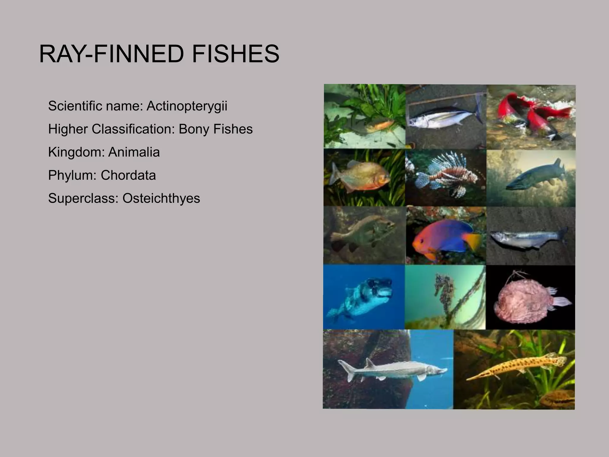 Classification and Nomenclature of Fish-2B.pptx