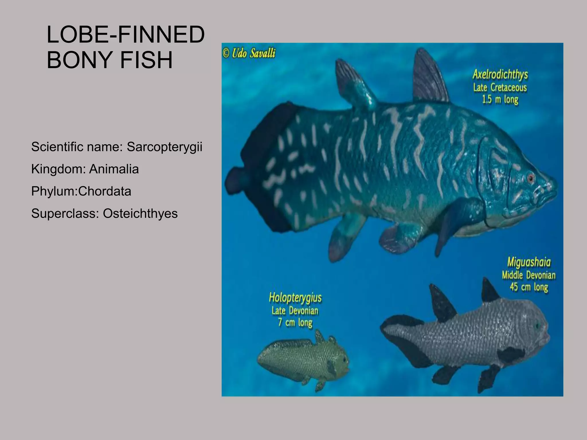 Classification and Nomenclature of Fish-2B.pptx