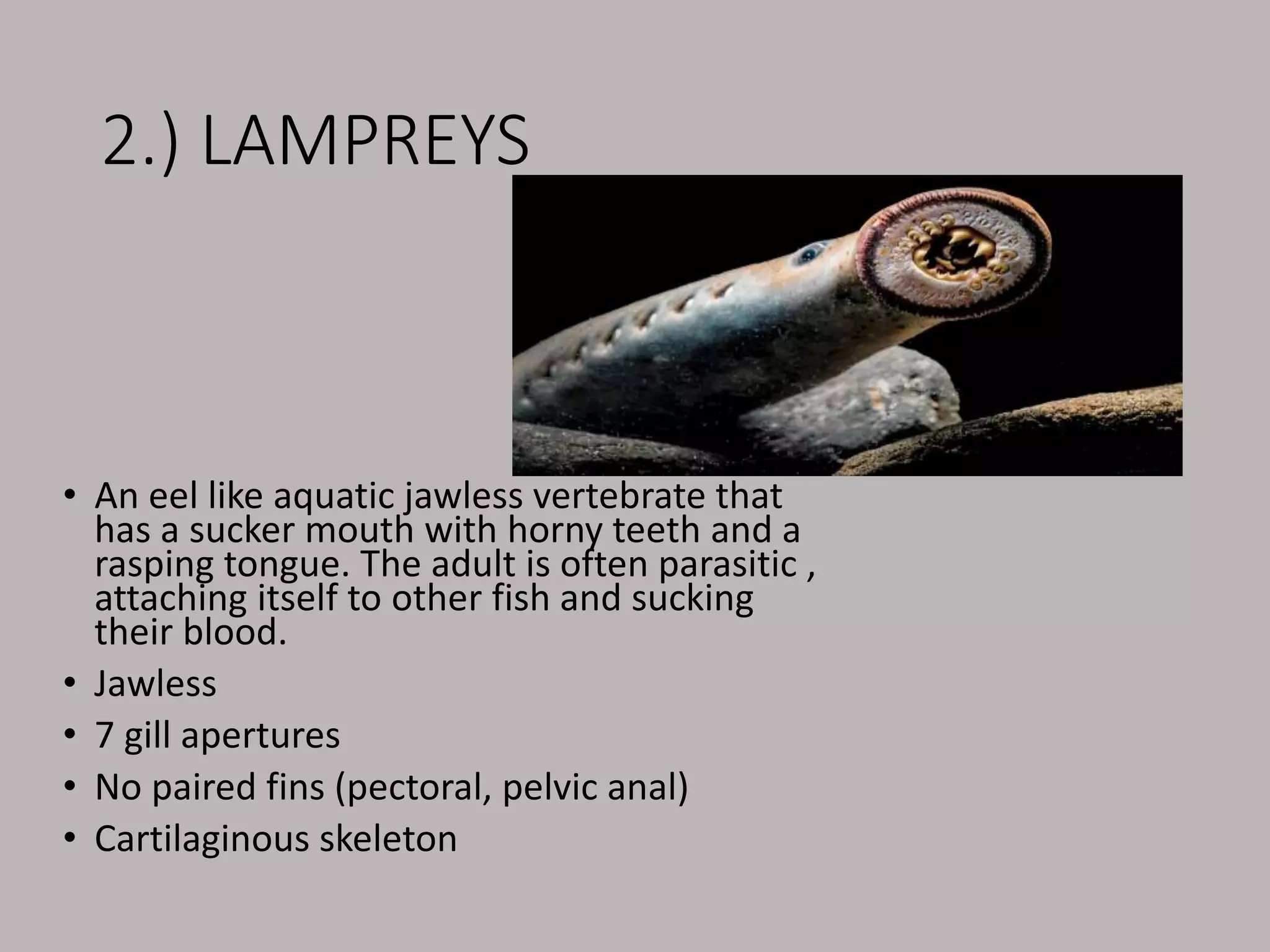 Classification and Nomenclature of Fish-2B.pptx
