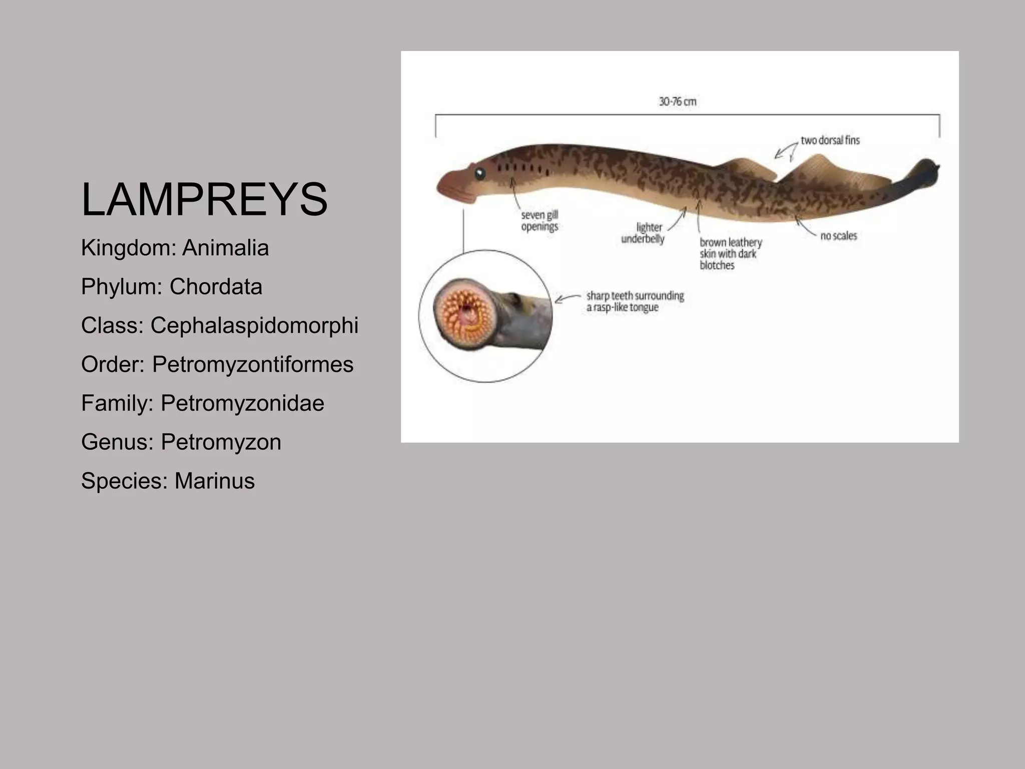 Classification and Nomenclature of Fish-2B.pptx