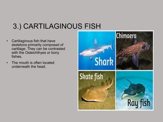 Classification and Nomenclature of Fish-2B.pptx