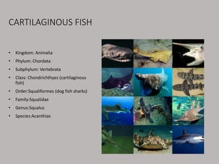 Classification and Nomenclature of Fish-2B.pptx