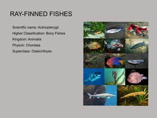 Classification and Nomenclature of Fish-2B.pptx