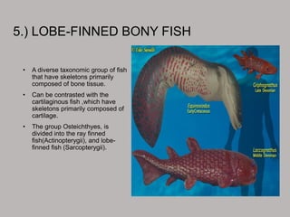 Classification and Nomenclature of Fish-2B.pptx