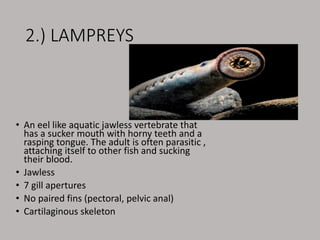 Classification and Nomenclature of Fish-2B.pptx