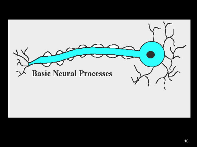 NERVE PHYSIOLOGY- CLASSIFICATION & PROPERTIES OF NERVE FIBERS | PPT
