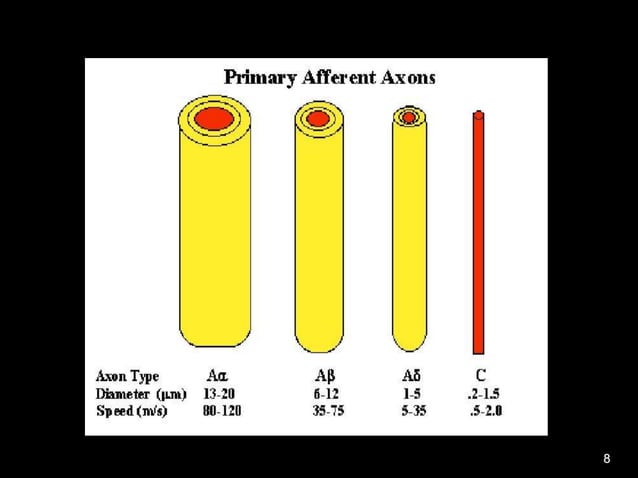 NERVE PHYSIOLOGY- CLASSIFICATION & PROPERTIES OF NERVE FIBERS | PPT
