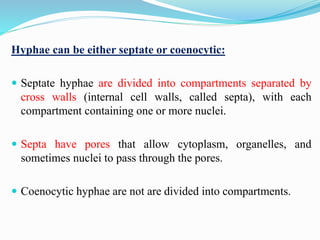 Classification and reproduction of fungi | PPTX